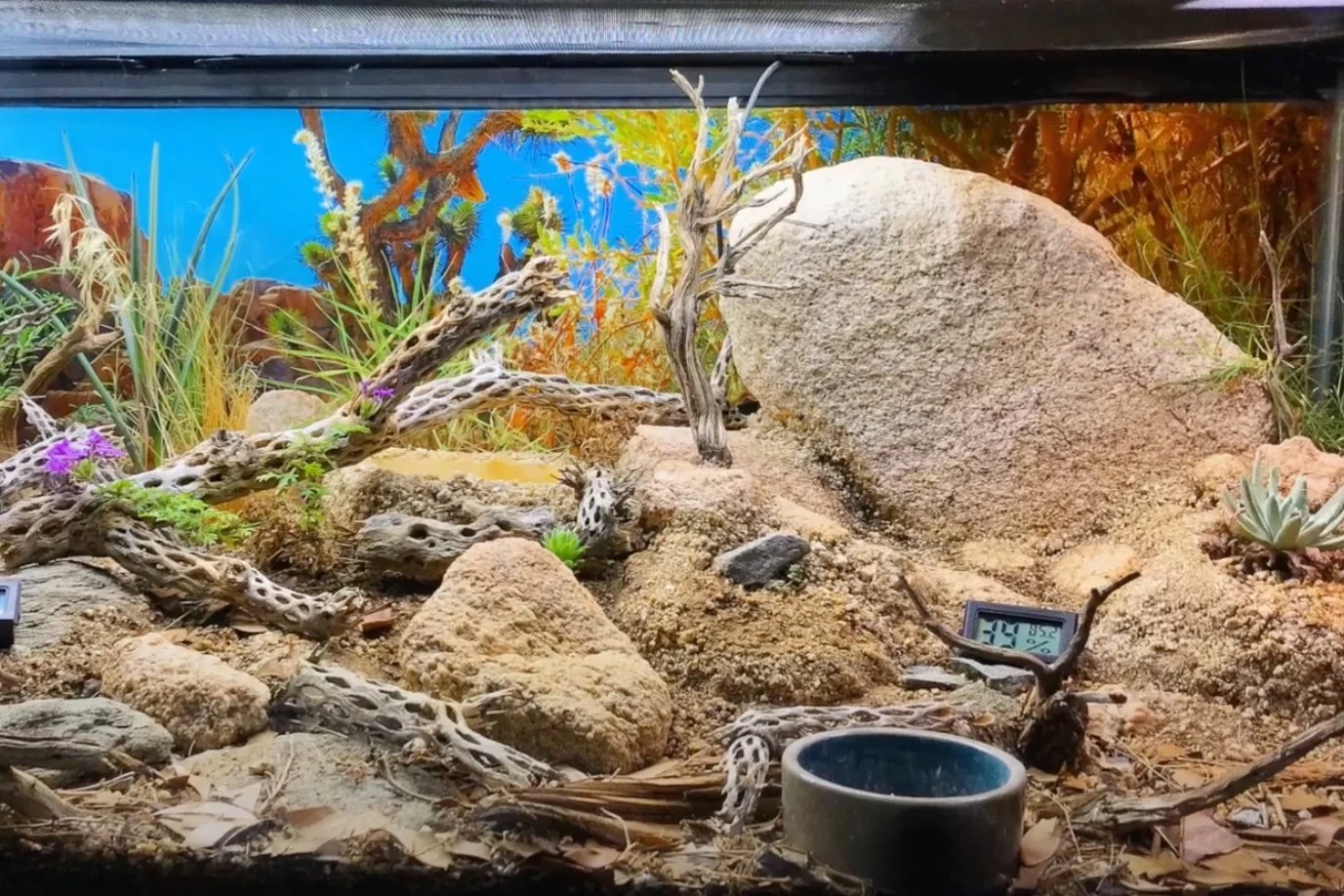 12 Ball Python Enclosure Setup Ideas For Realistic Habitat – SNOUT STORY